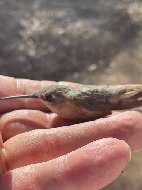 eBird Checklist - 6 Jan 2023 - Terri Cove, Niceville, FL - 1 species