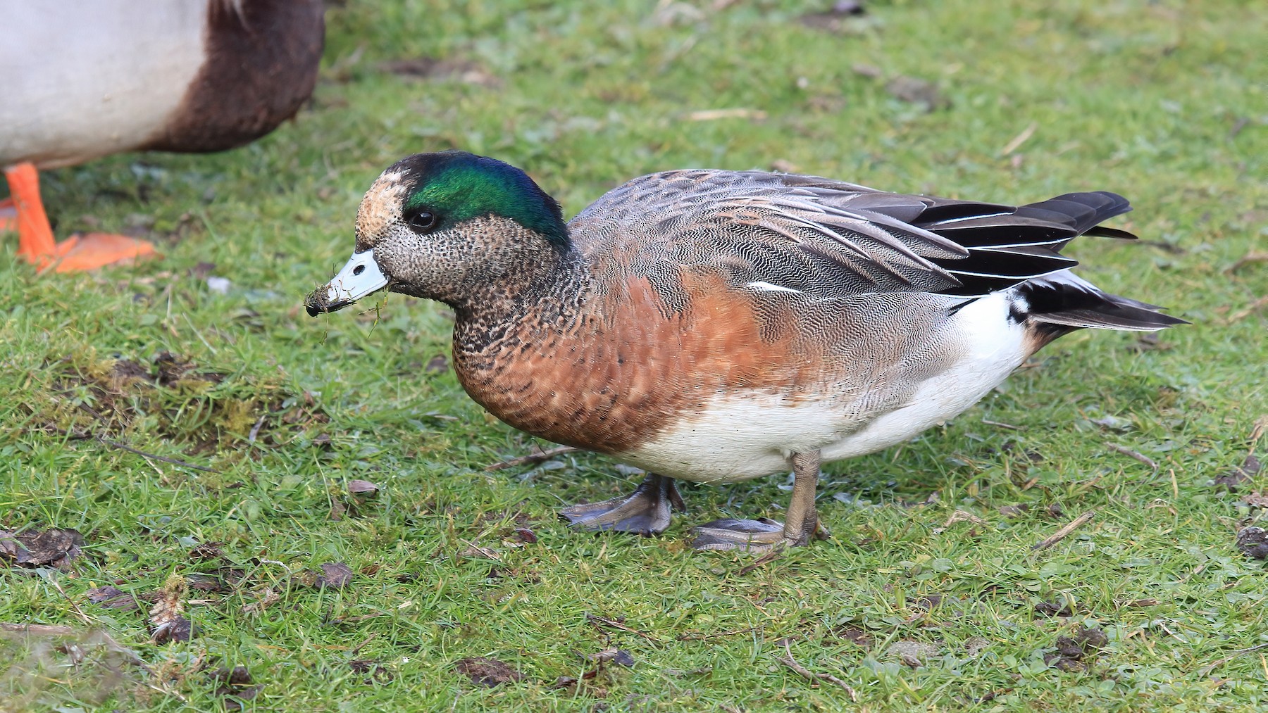 Pfeif- x Chilepfeifente (Hybrid) - eBird