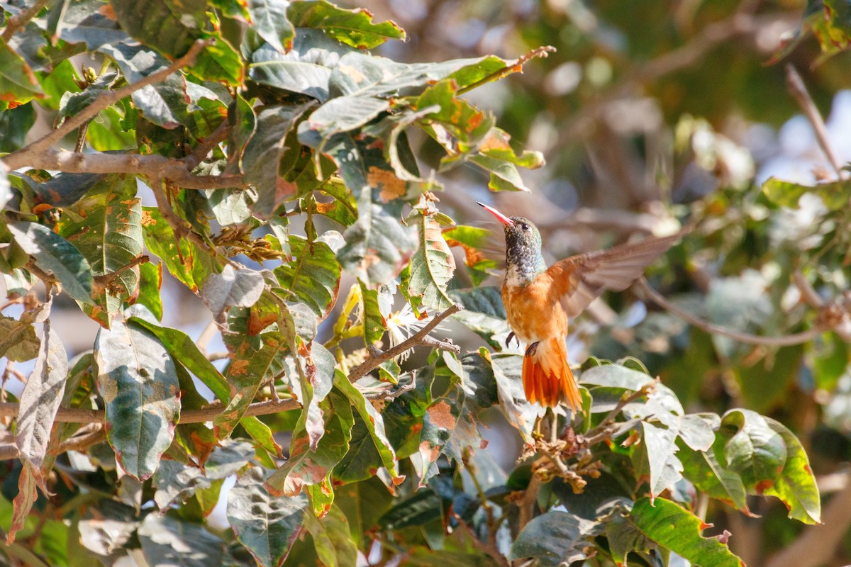 eBird Peru Checklist - 28 Feb 2023 - Losas deportivas Las malvinas - 8 ...