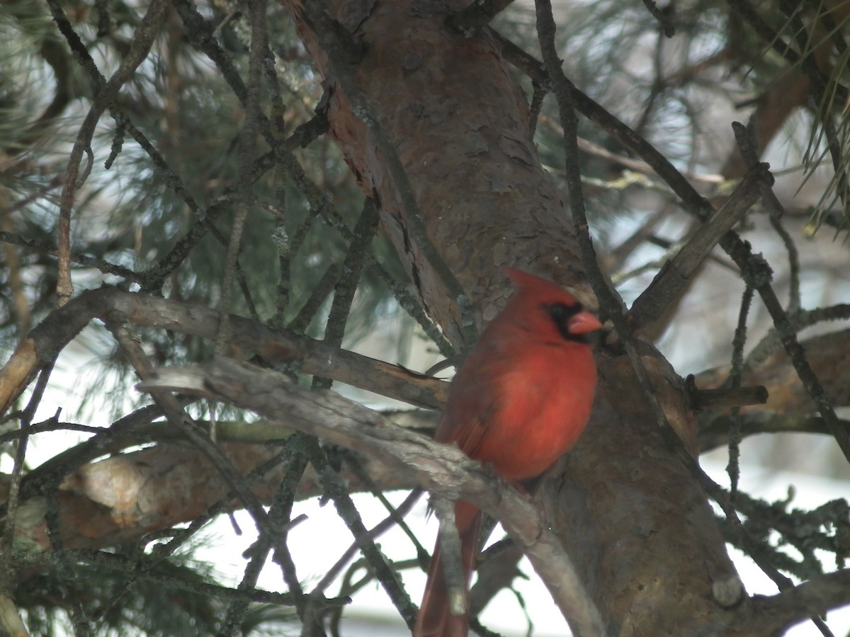 eBird Checklist - 28 Feb 2023 - 326, Avenue Ross Rimouski - 4 species