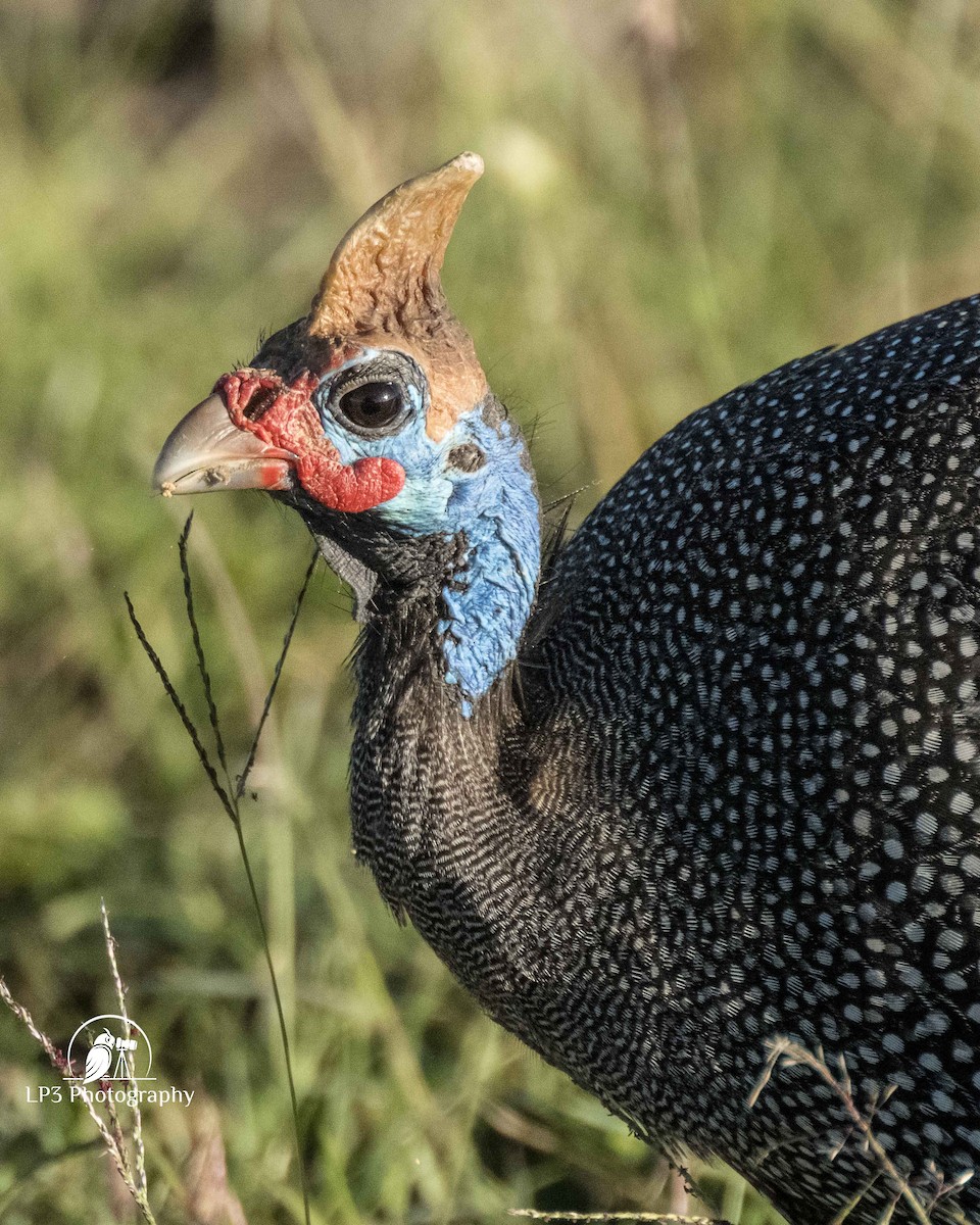 eBird Checklist - 28 Jan 2023 - Masai Mara - 23 species