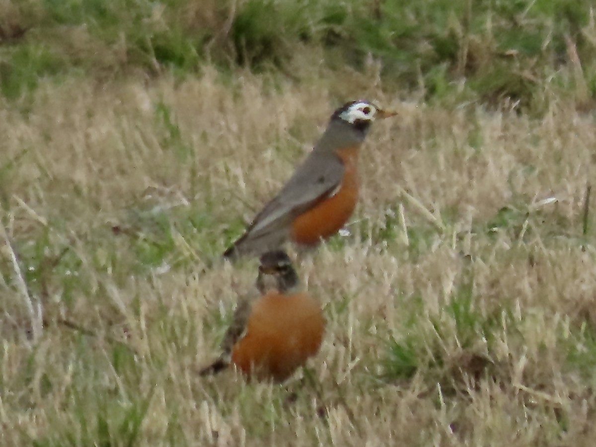 eBird Checklist - 28 Feb 2023 - Marmet Locks and Dam - 10 species