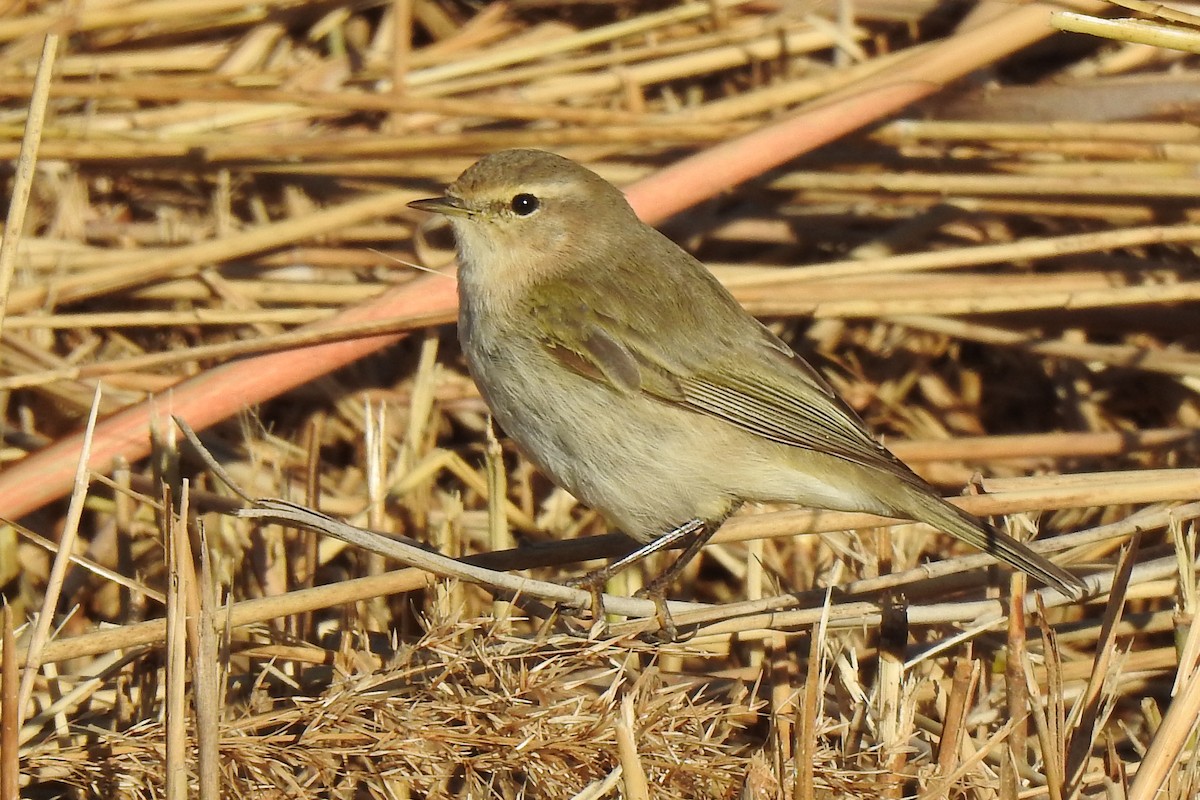Common Chiffchaff