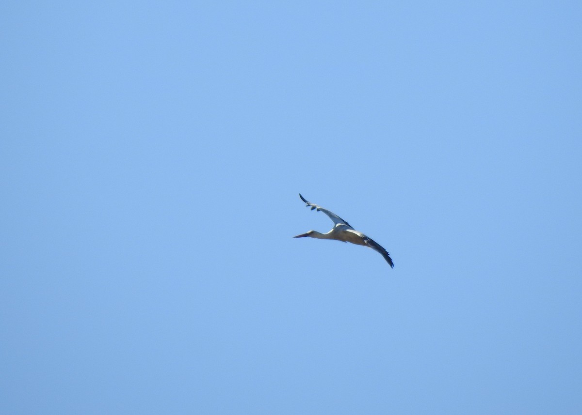 eBird Portugal Checklist - 1 Mar 2023 - Botequim - 1 species