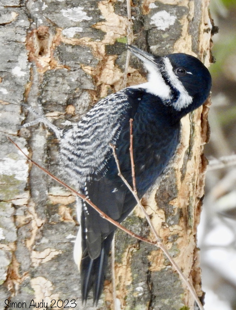 eBird Québec Checklist - 1 Mar 2023 - Parc de la Gatineau - sentier 53 ...
