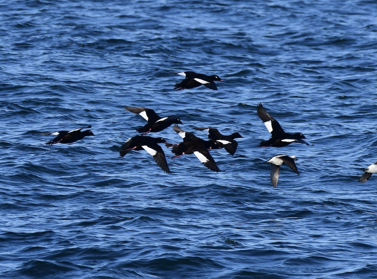eBird Checklist - 1 Mar 2023 - Block Island-Point Judith Ferry - 19 species