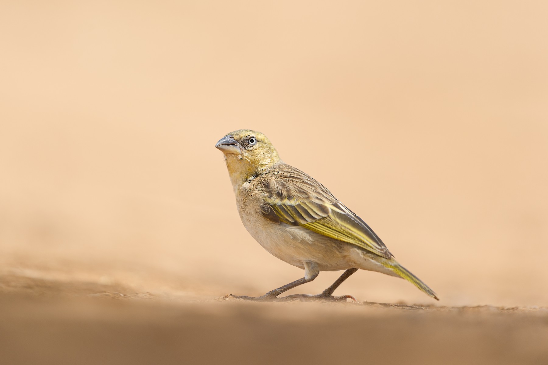 byvävare [gruppen cucullatus] - eBird