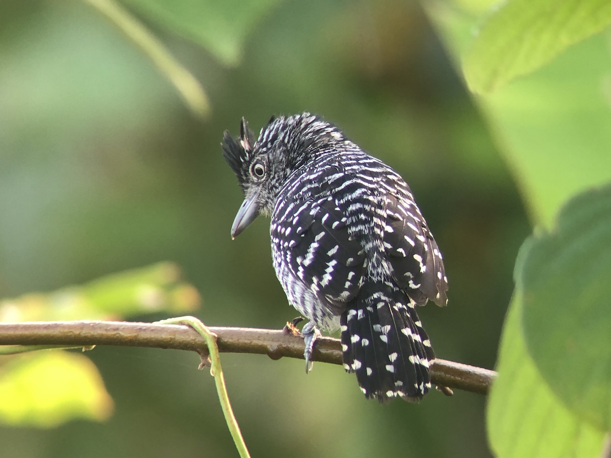 eBird Checklist - 28 Feb 2023 - Pipeline Road - 56 species