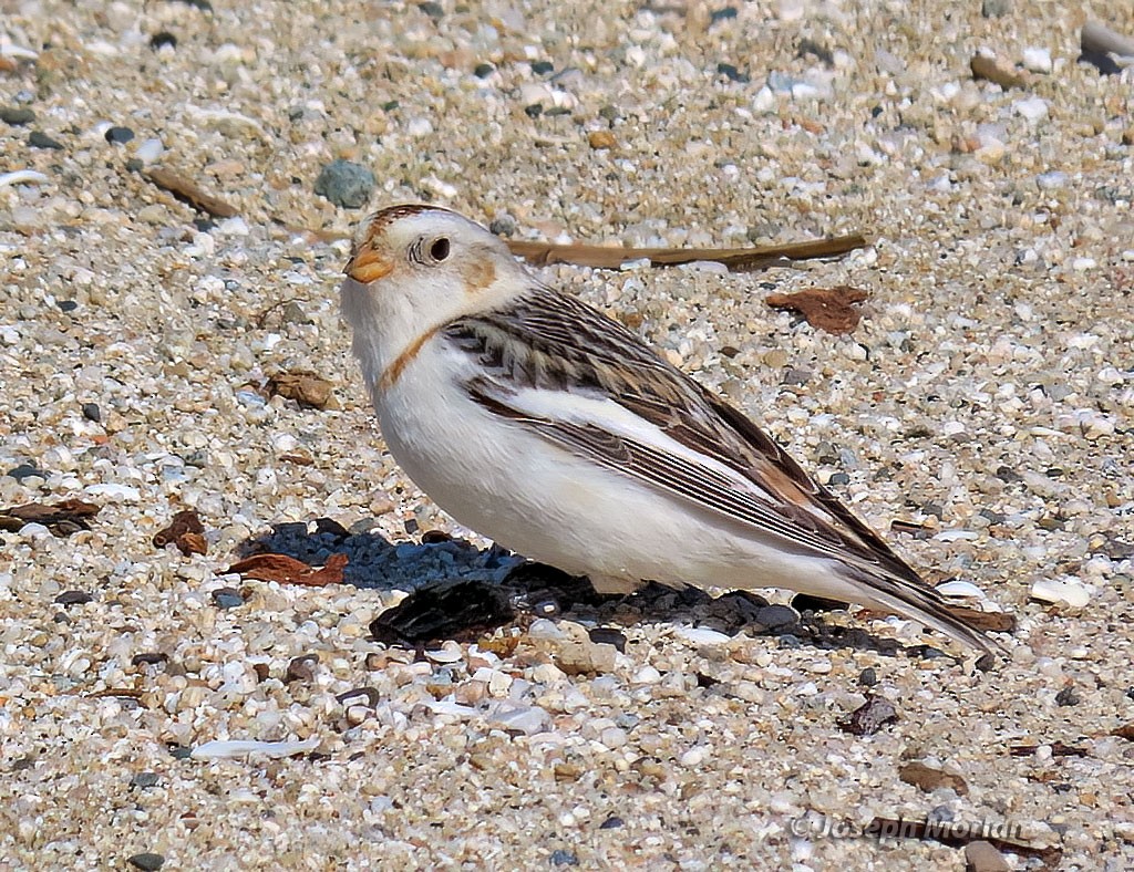 Snow Bunting - Plectrophenax nivalis - Media Search - Macaulay Library ...