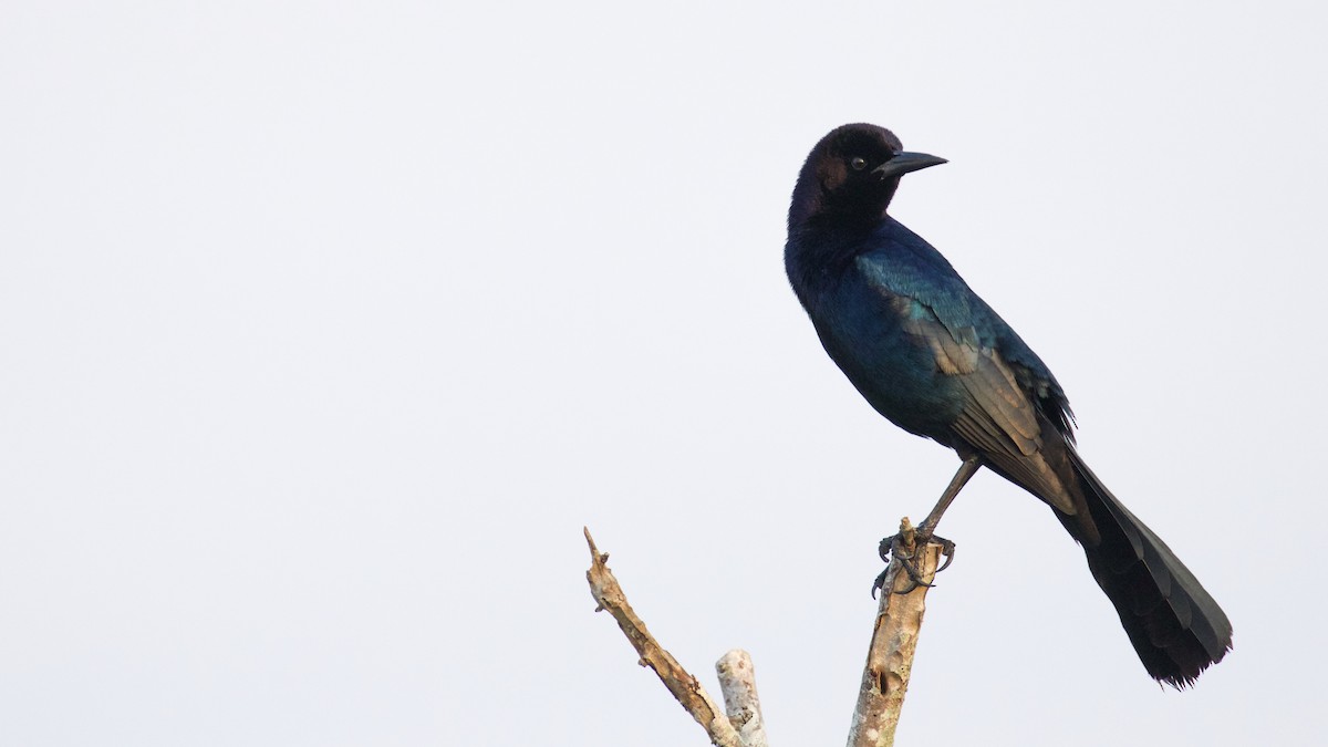 Quiscale des marais (westoni) - eBird