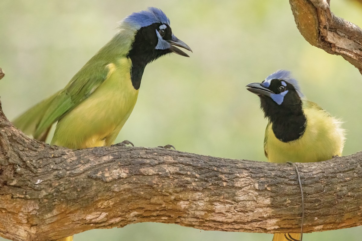 eBird Checklist - 1 Mar 2023 - Resaca de la Palma SP WBC (Brownsville ...