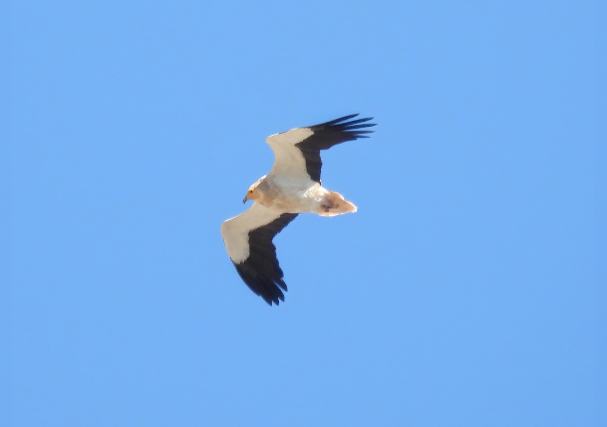 eBird Checklist - 1 Mar 2023 - Casares--Castillo - 33 species