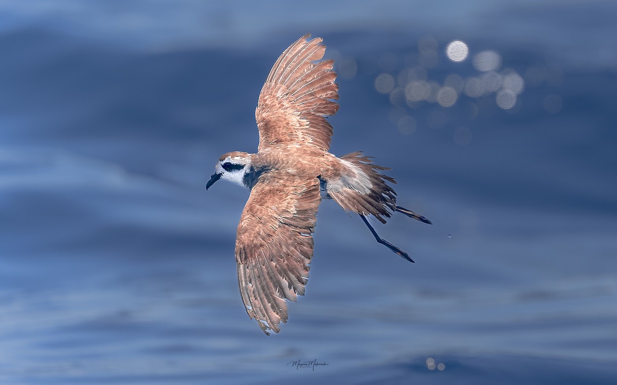 ML541095531 White-faced Storm-Petrel Macaulay Library