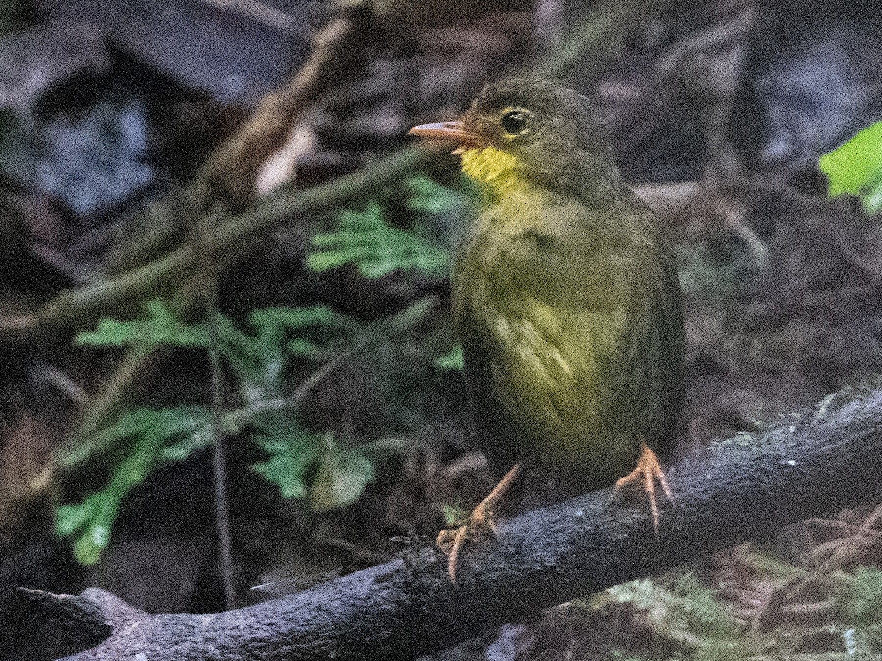 Dusky Tetraka - eBird