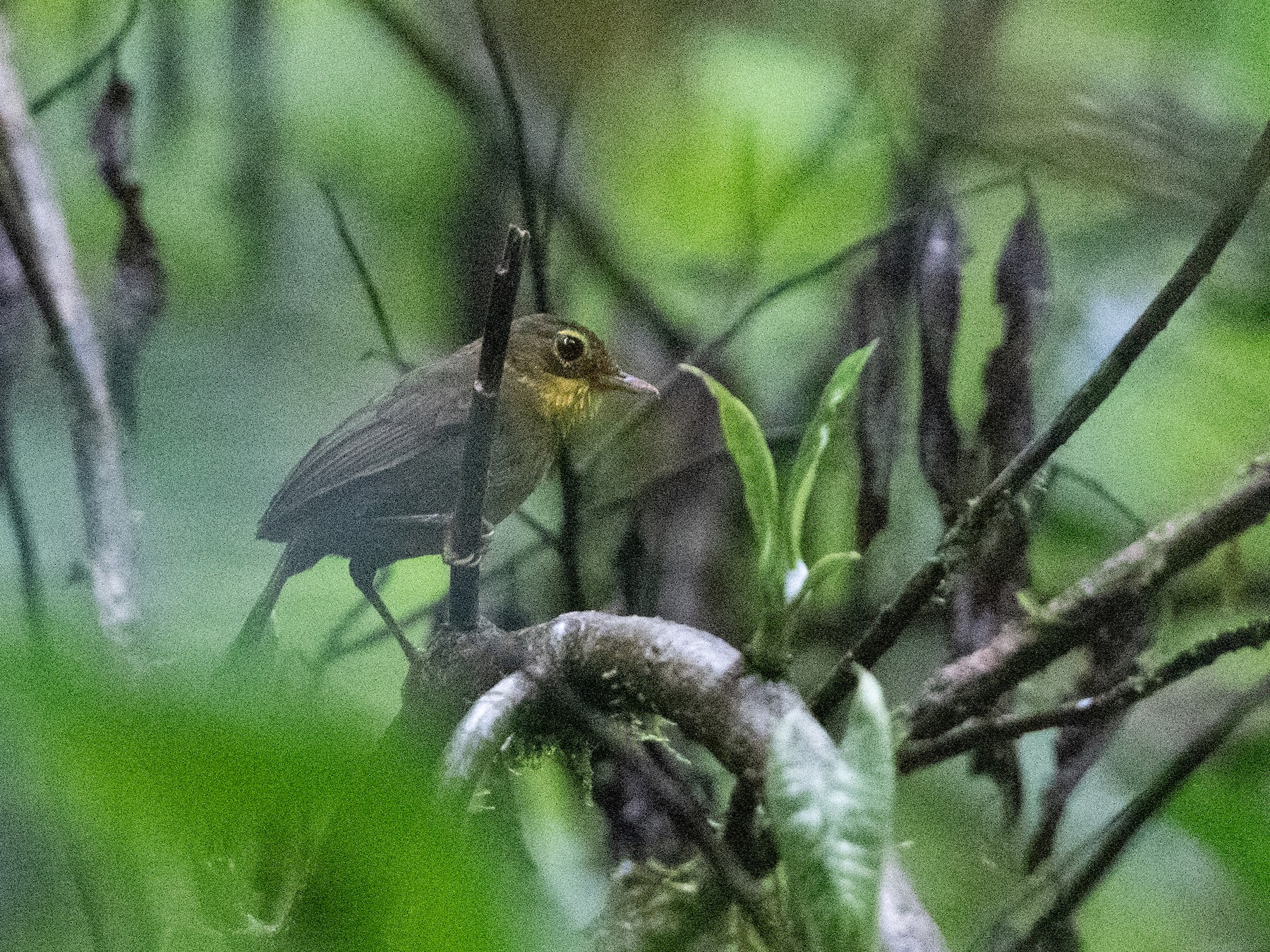 Bulbul Oscuro - eBird