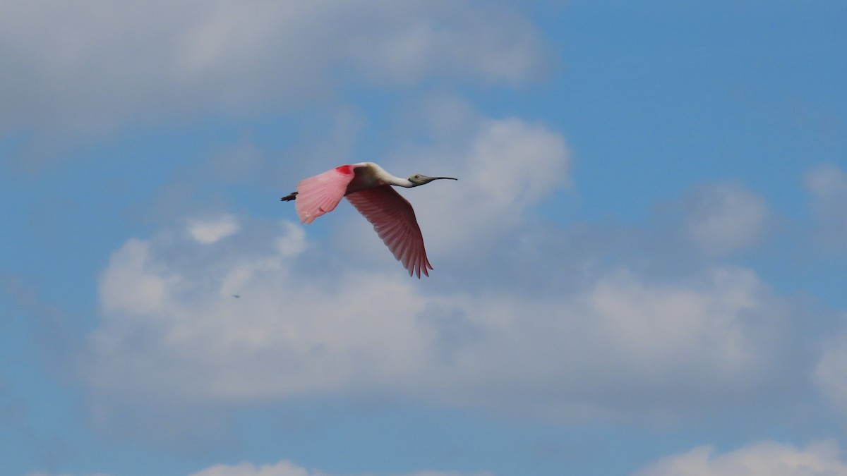 eBird Checklist - 2 Mar 2023 - Loxahatchee NWR - 22 species