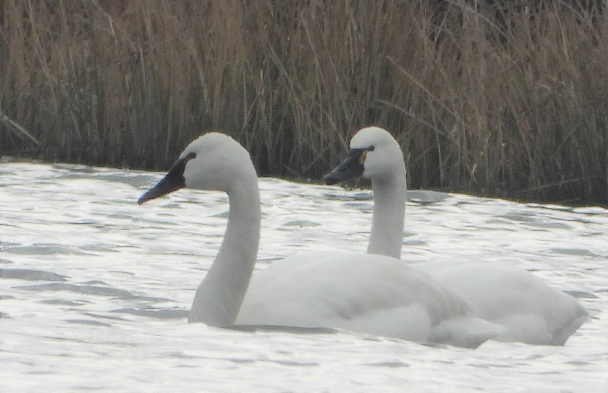 eBird Checklist - 2 Mar 2023 - Donegal Lake - 21 species