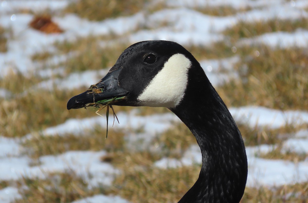 eBird Checklist - 2 Mar 2023 - Waneka Lake/Greenlee Preserve - 35 ...