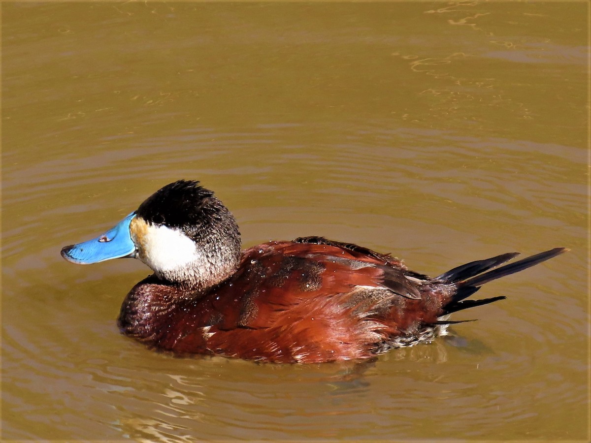 eBird Checklist - 2 Mar 2023 - Oso Flaco Lake (not for beach/ocean ...