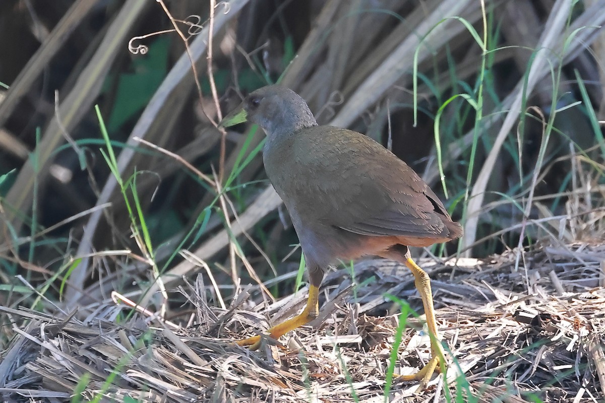 eBird Checklist - 3 Mar 2023 - France Rd Turf Farm (Edmonton) - 29 species