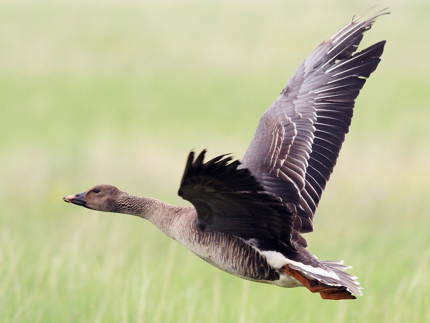 Taiga Bean-Goose - eBird