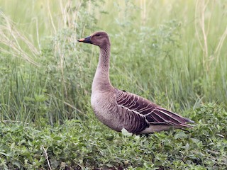 Taiga Bean-Goose - eBird