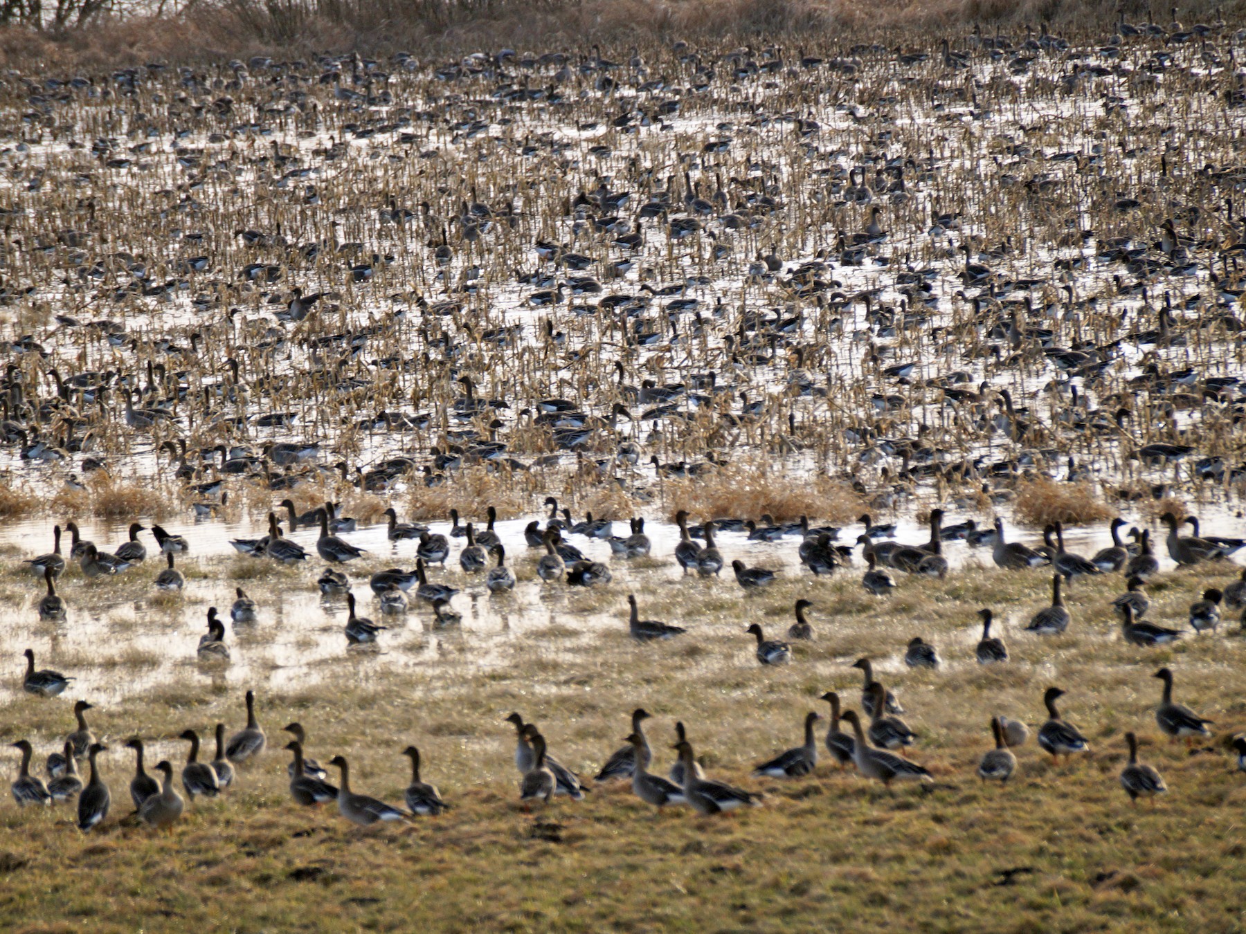 Taiga Bean-Goose - eBird