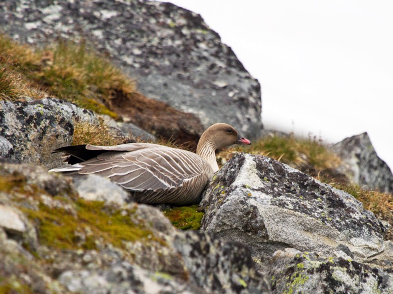 Pink-footed Goose - eBird