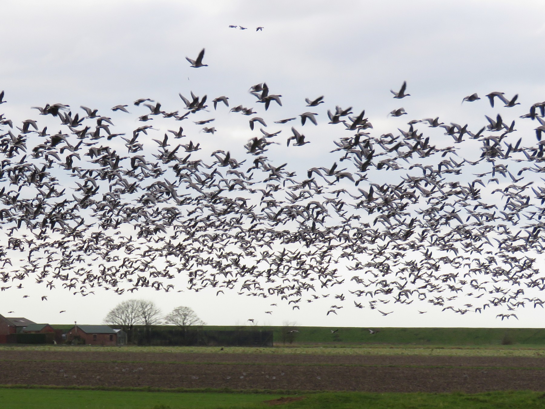 Pink-footed Goose - eBird