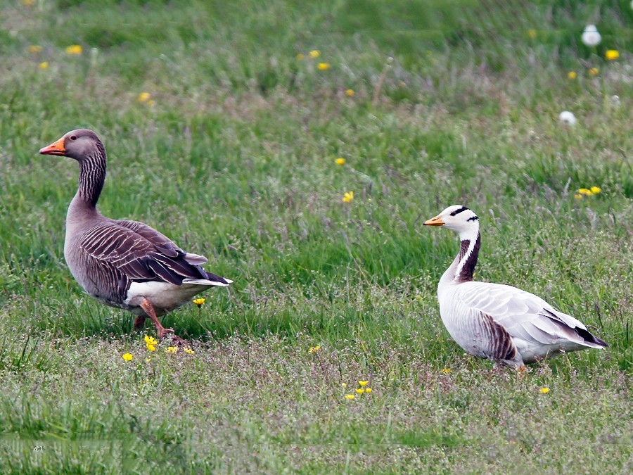 Bar-headed Goose - eBird