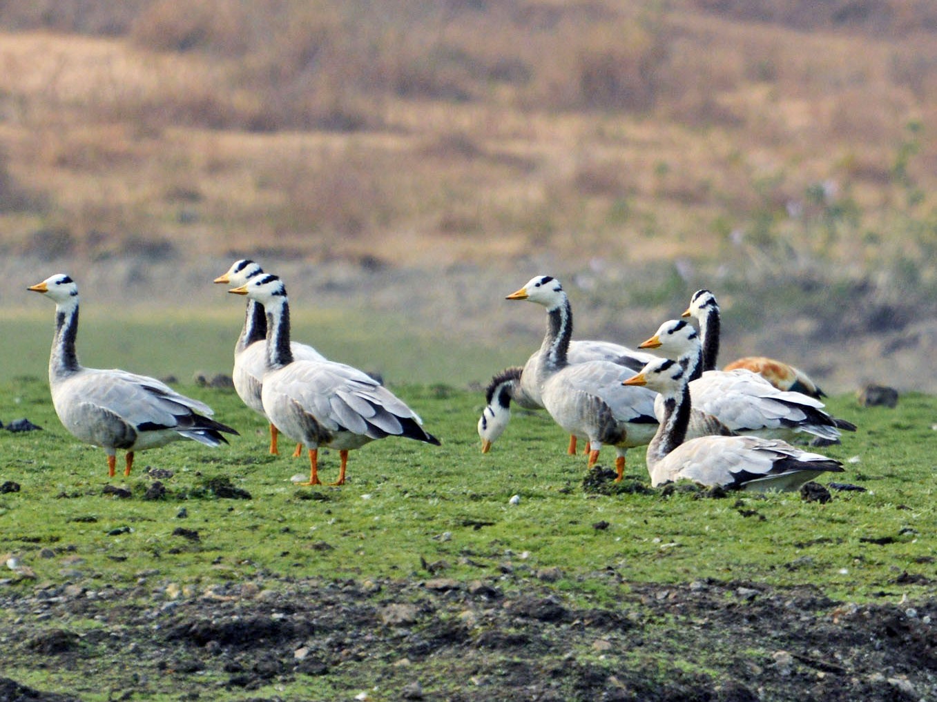 Bar-headed Goose - eBird