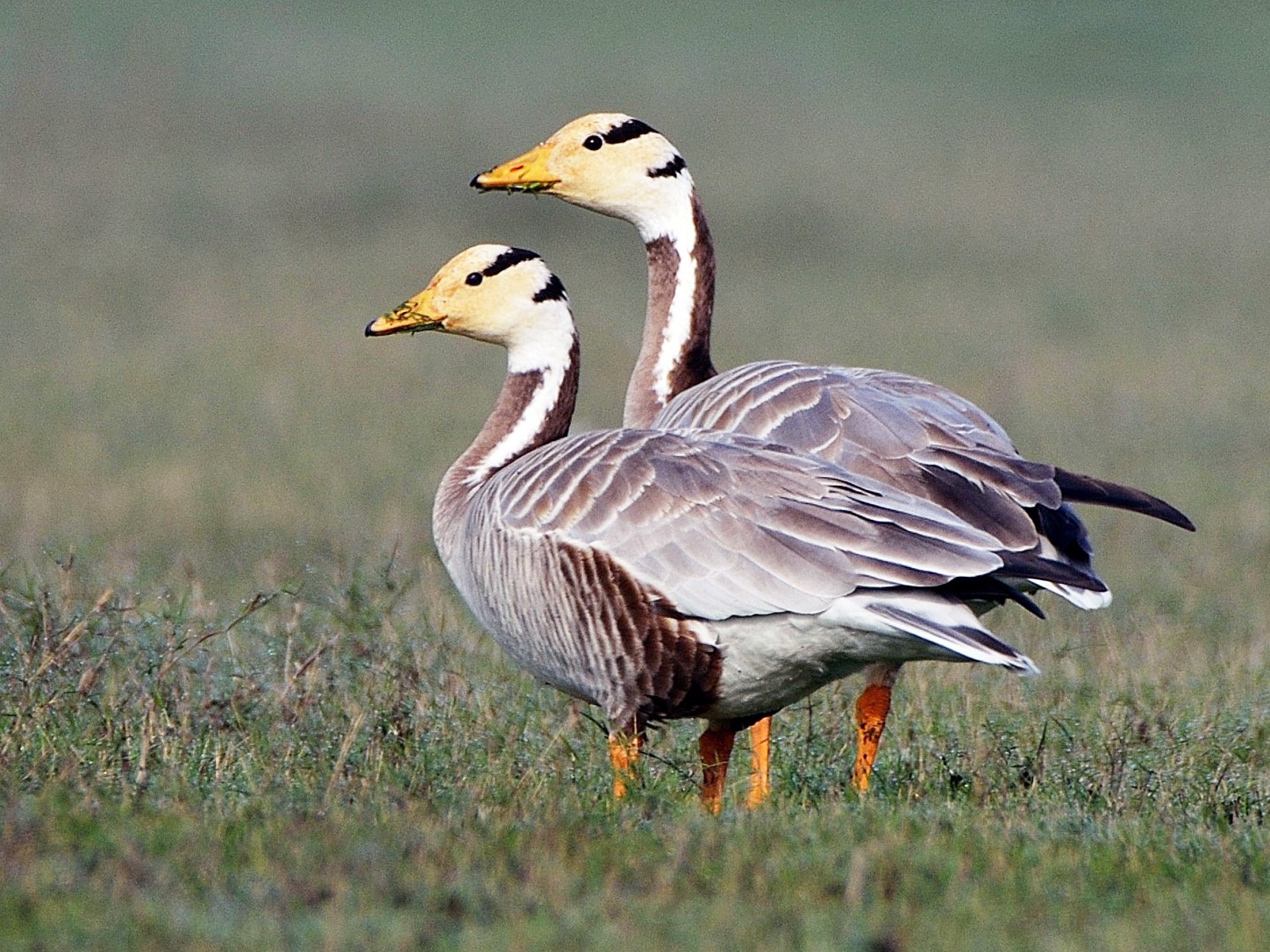 Bar-headed Goose - eBird