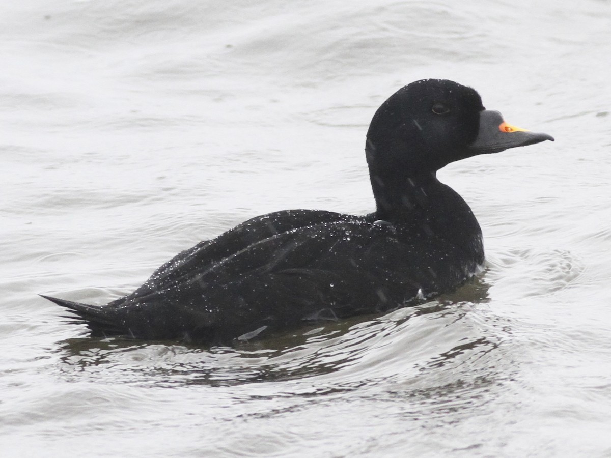 Common Scoter