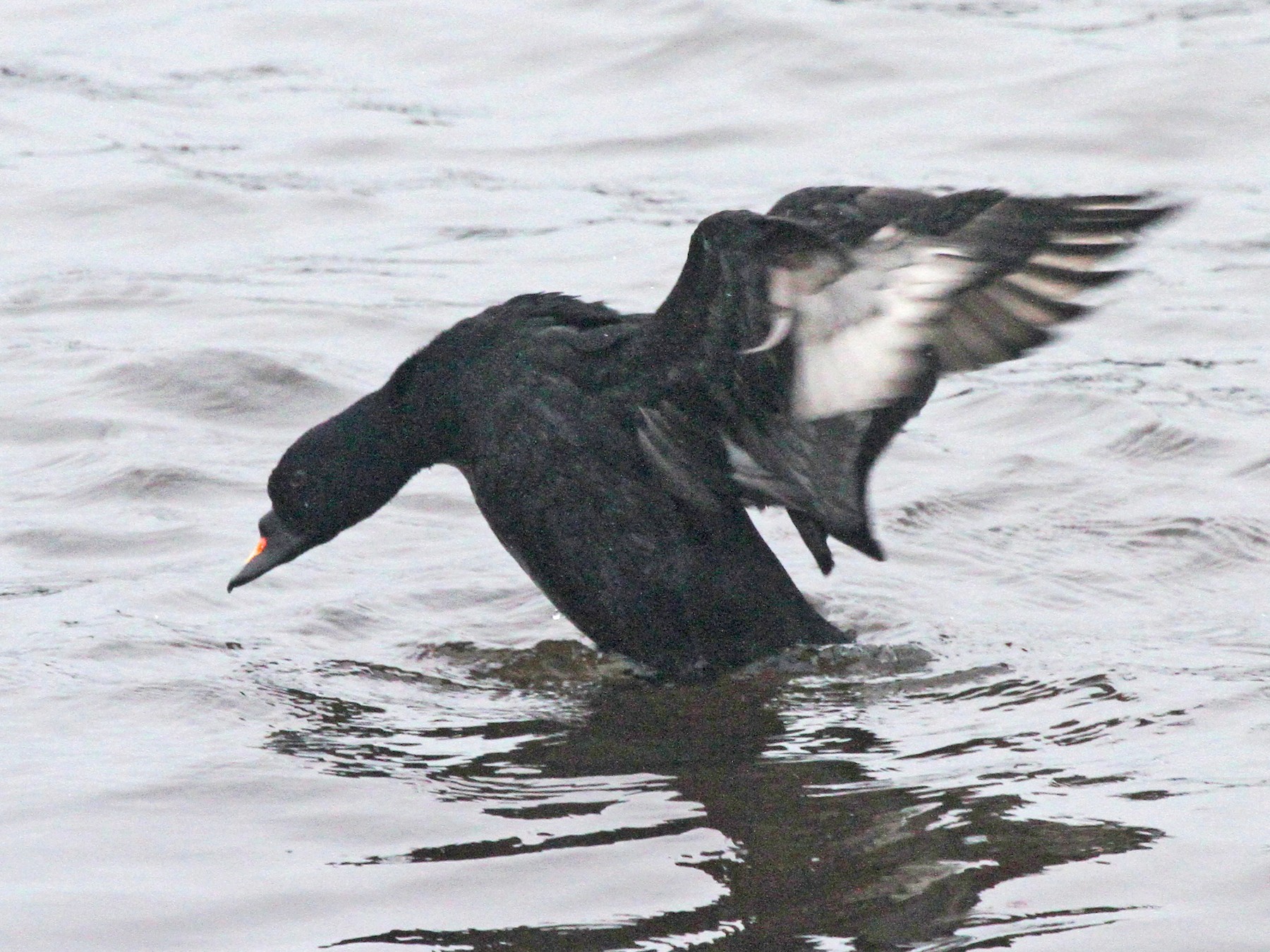 Common Scoter - eBird