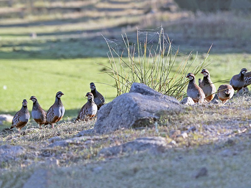 Red-legged Partridge - eBird