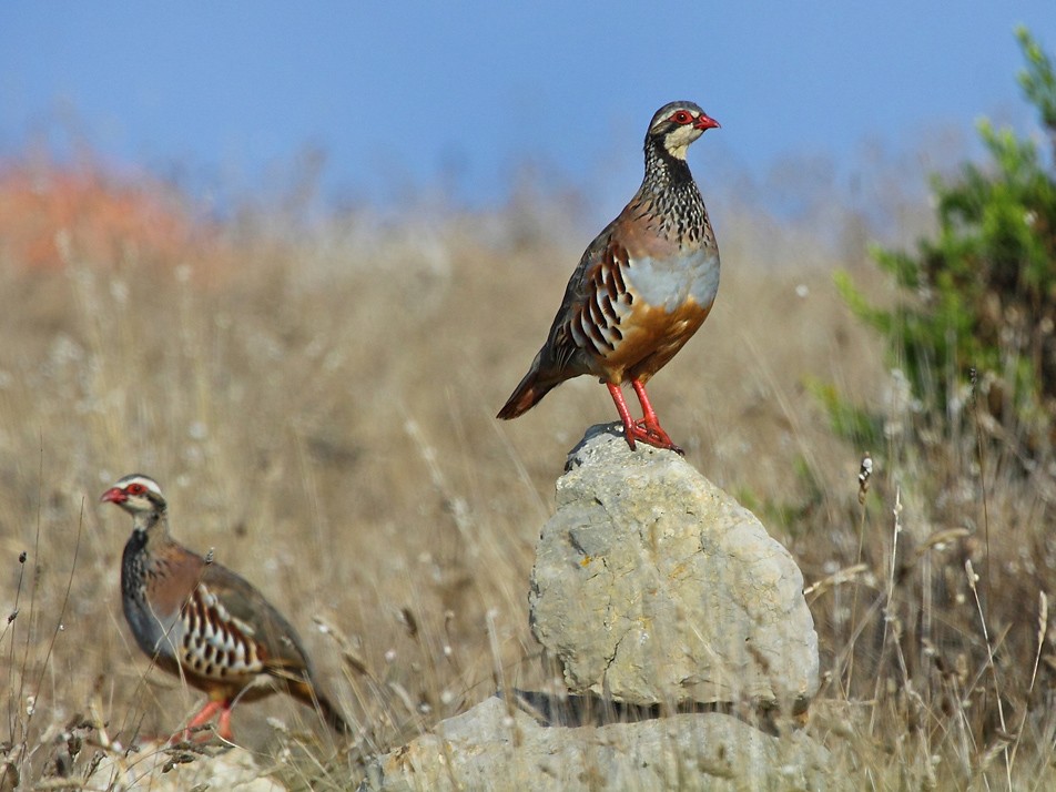 Red-legged Partridge - eBird