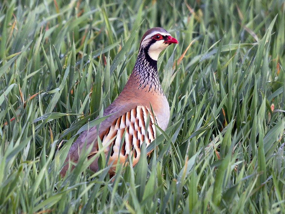Perdrix rouge - eBird