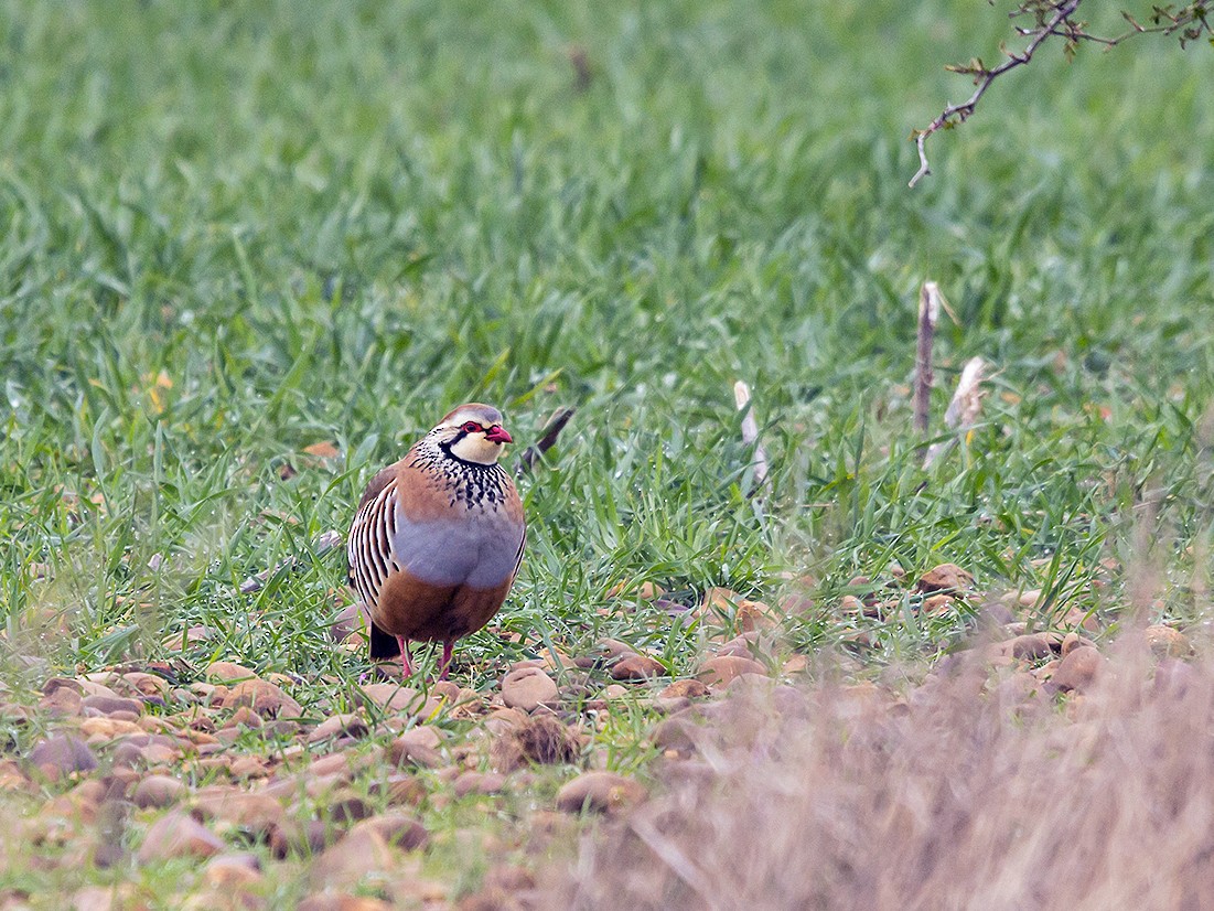 Red-legged Partridge - eBird