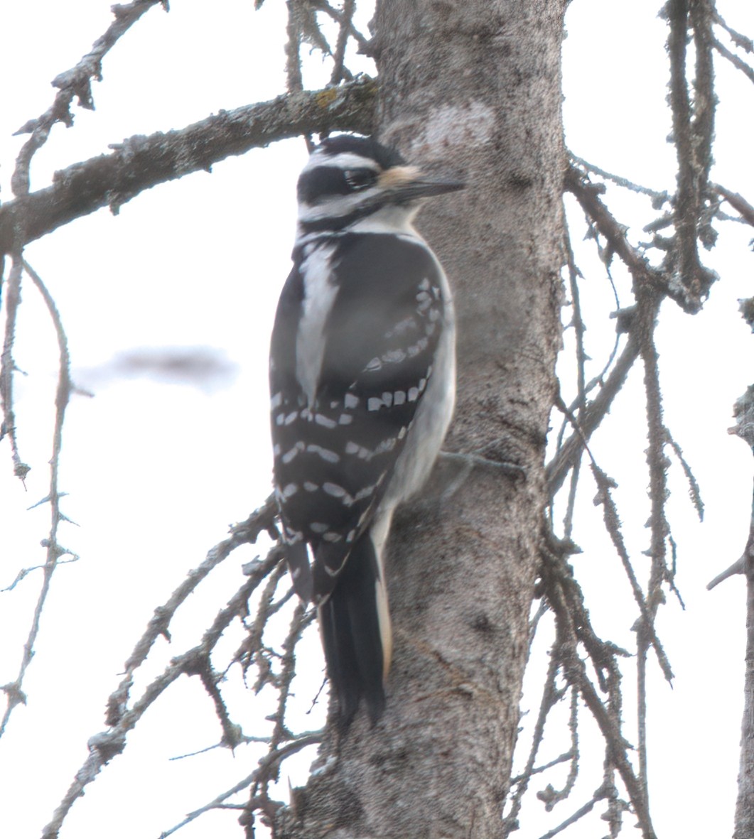 eBird Checklist - 11 Nov 2022 - Ottawa--Greenbelt pathway south of ...