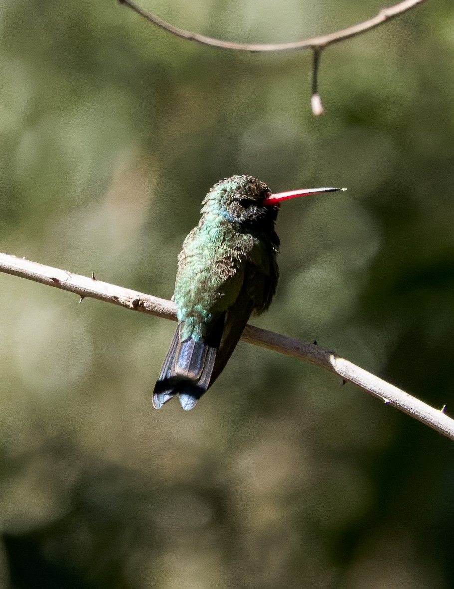 eBird Checklist - 3 Mar 2023 - Boyce Thompson Arboretum - 27 species