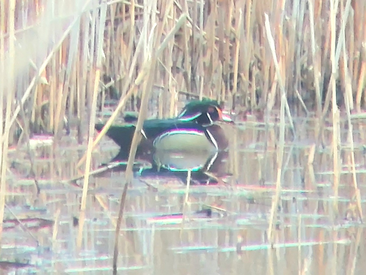 eBird Checklist - 3 Mar 2023 - Stockbridge Bowl - 6 species