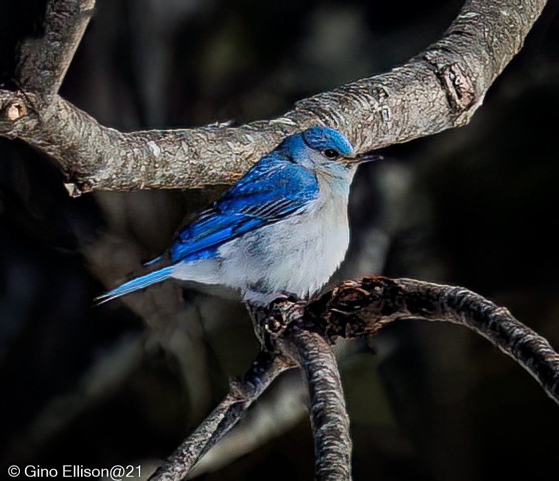 eBird Checklist - 3 Mar 2023 - Great Bay NWR--Ferry Way Trail - 28 species