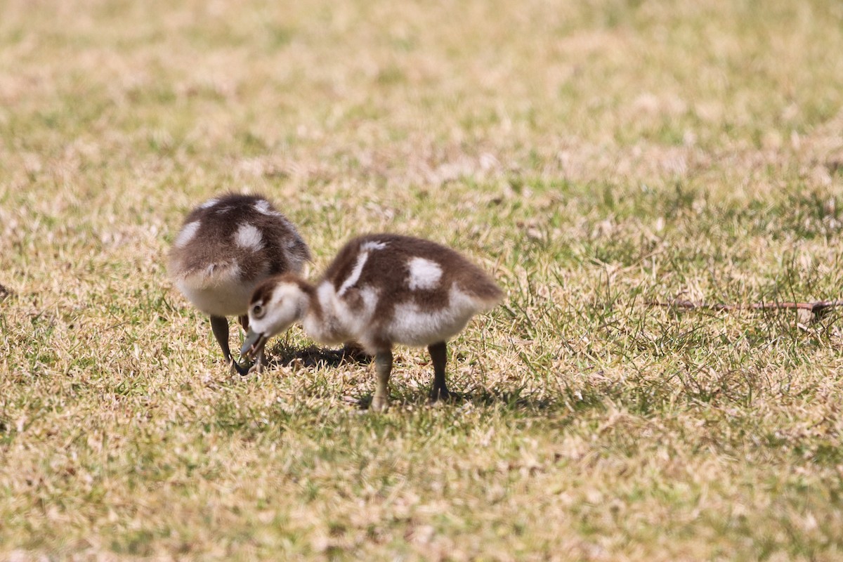 eBird Checklist - 3 Mar 2023 - Yorba Regional Park, Anaheim - 37 ...