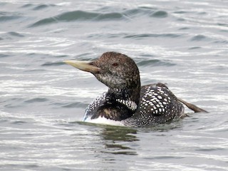 Yellow-billed Loon - eBird