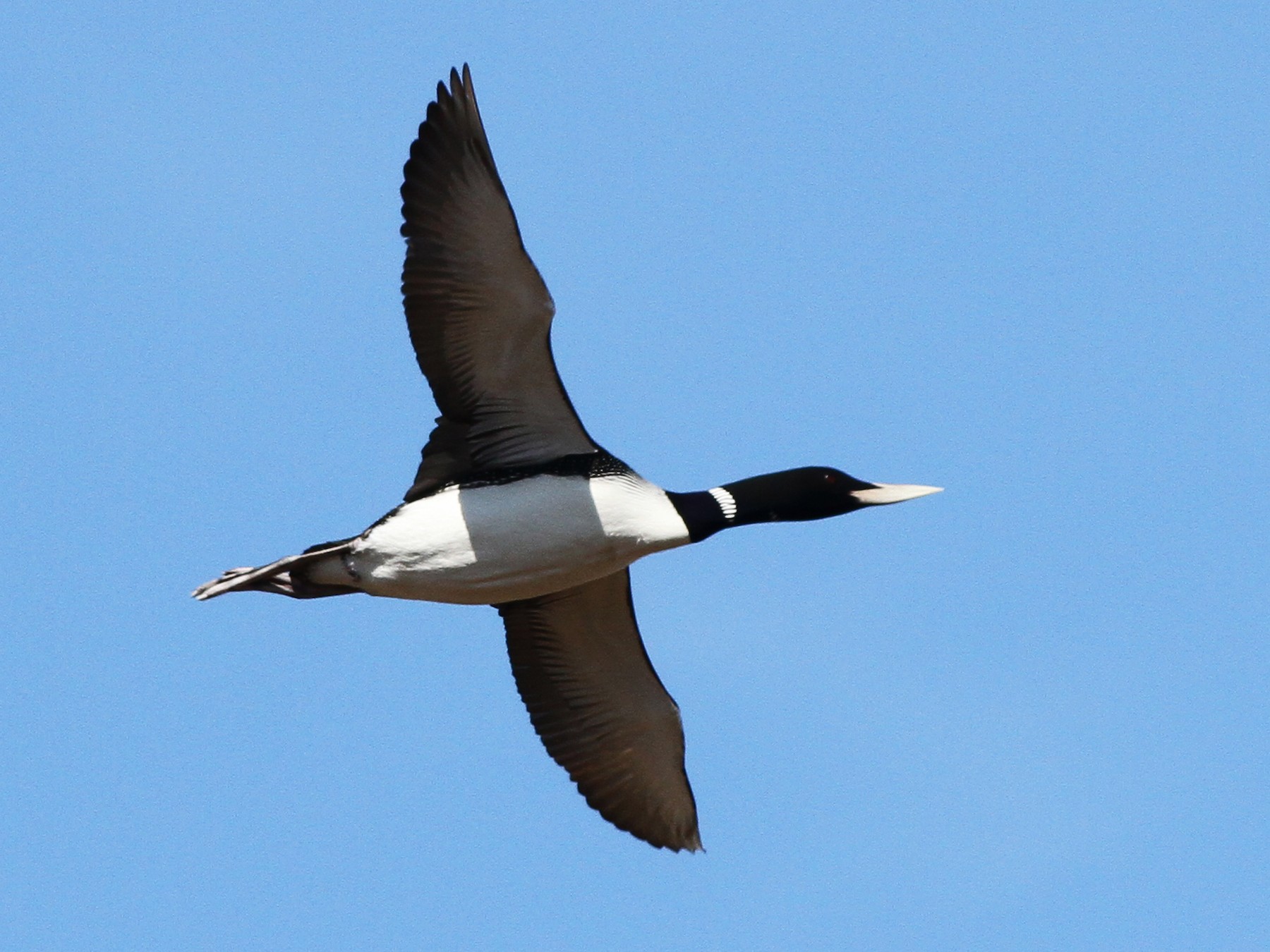 Loon Flying
