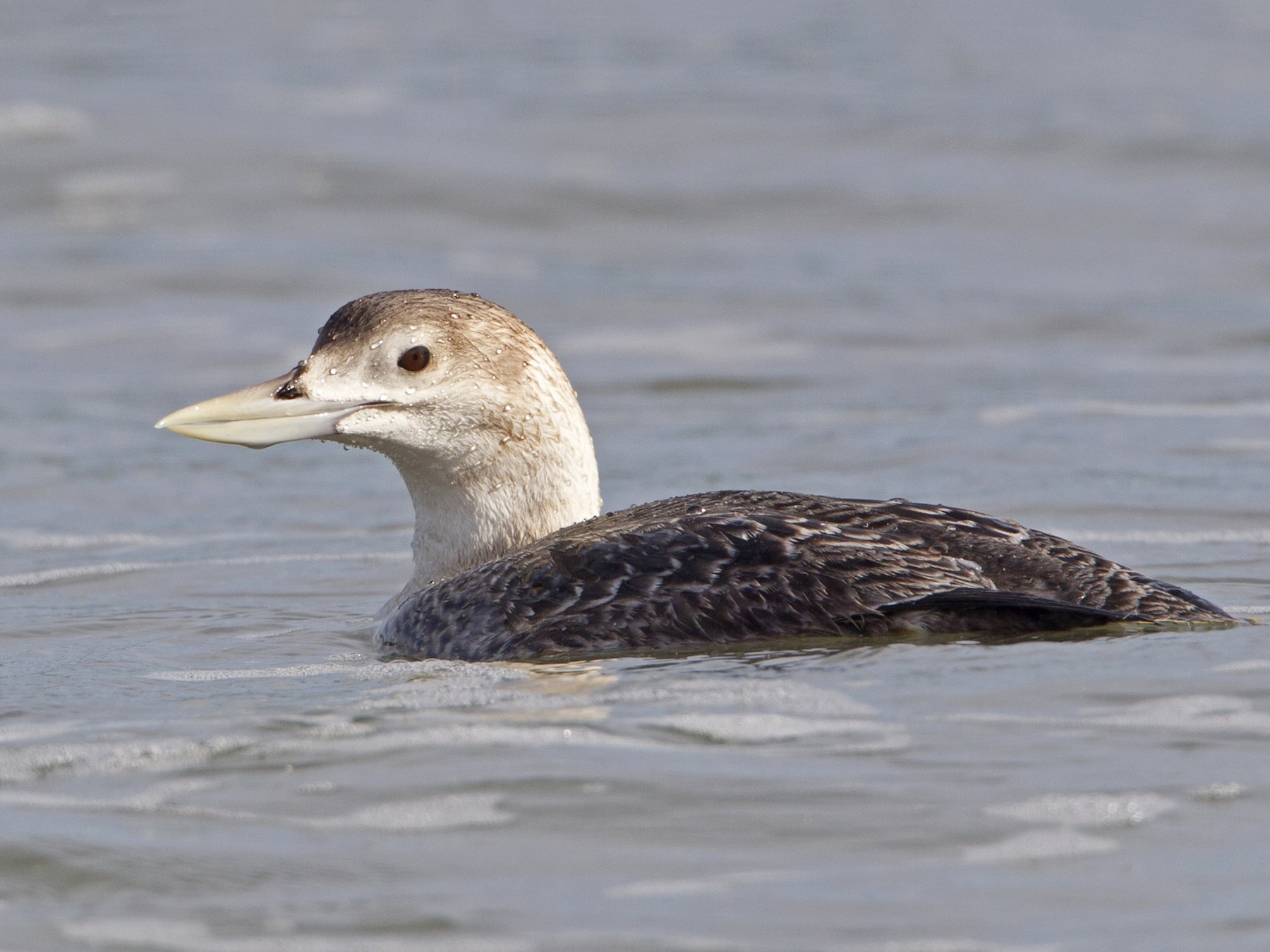 Yellow-billed Loon - eBird