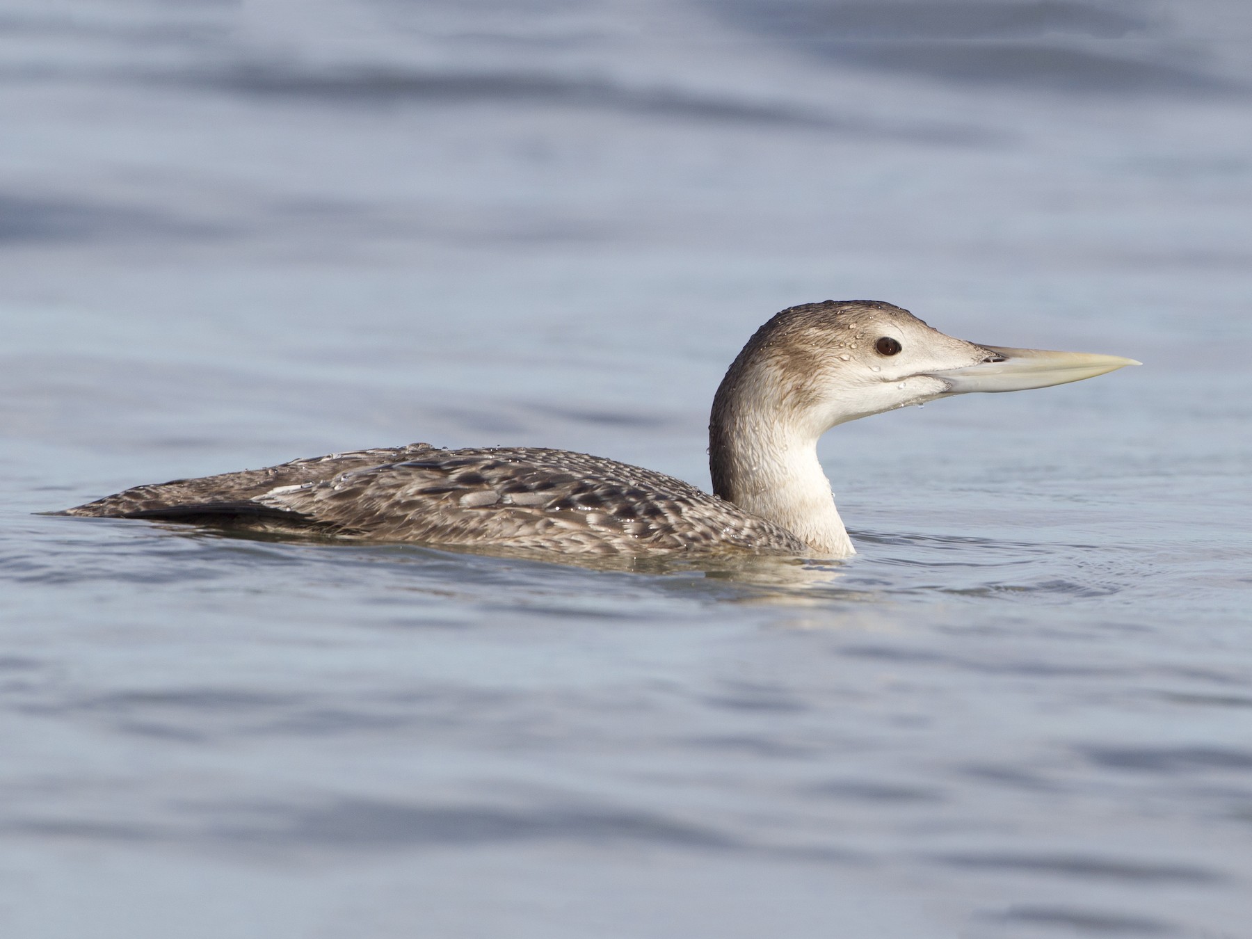Yellow-billed Loon - eBird