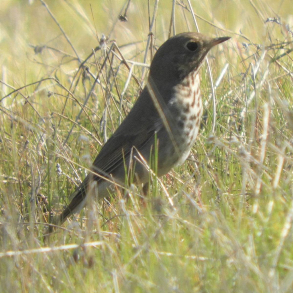eBird Checklist - 3 Mar 2023 - Don Pedro Reservoir--south arm - 30 species