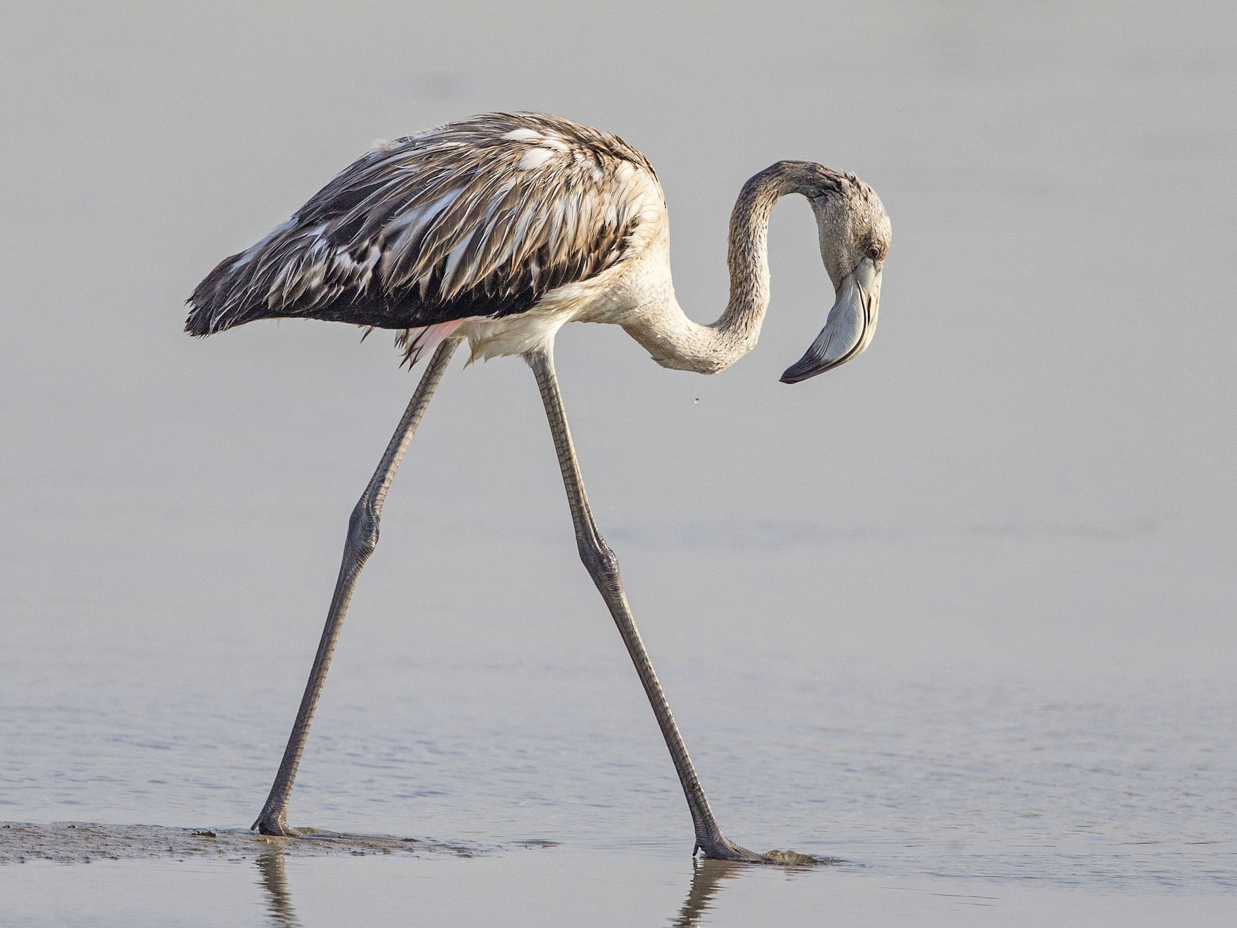 Greater Flamingo - eBird
