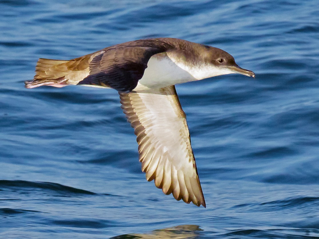 Yelkouan Shearwater - eBird
